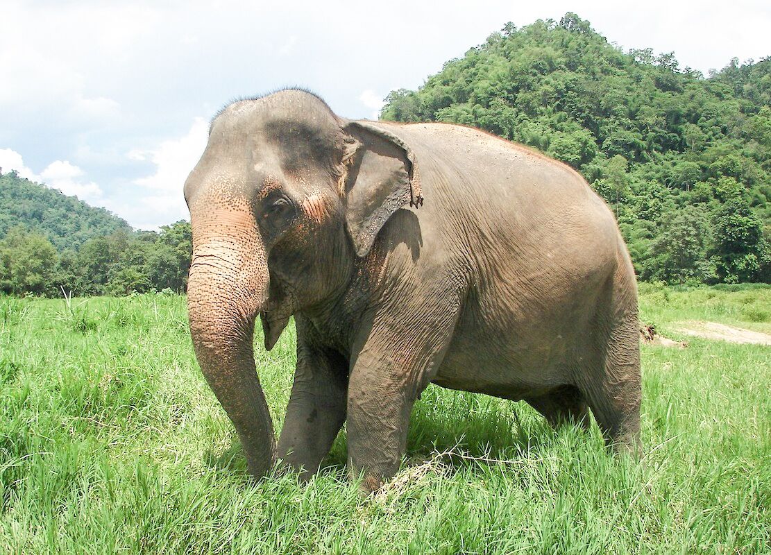 Elephant killed from eating plastic waste - Aim Plastic Free