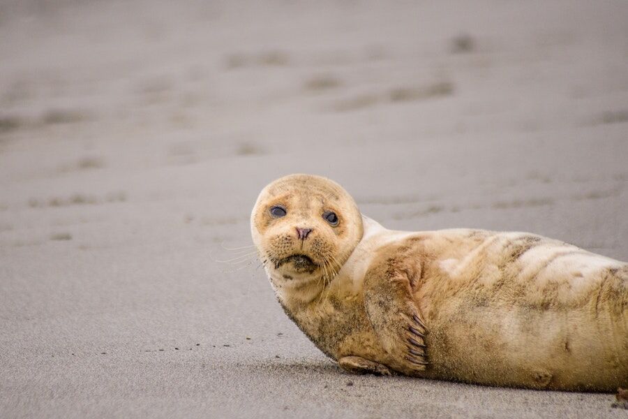 Animals Affected by Plastic Around the World - Aim Plastic Free