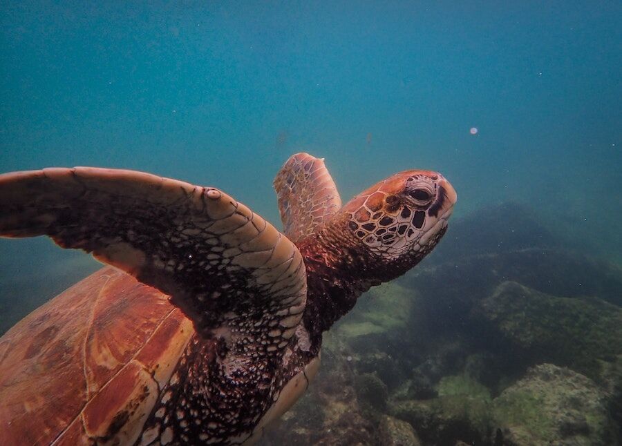 Animals Affected by Plastic Around the World - Aim Plastic Free
