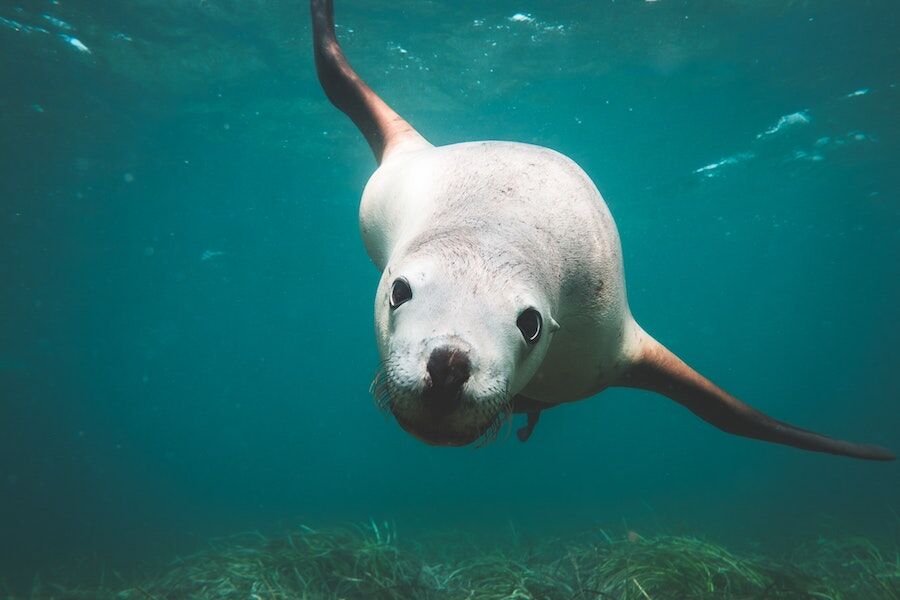 Animals Affected by Plastic Around the World - Aim Plastic Free